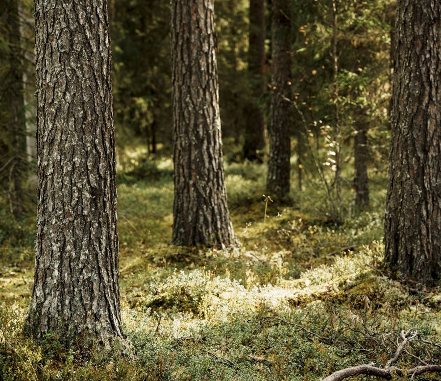 Välkommen till Norra Skog