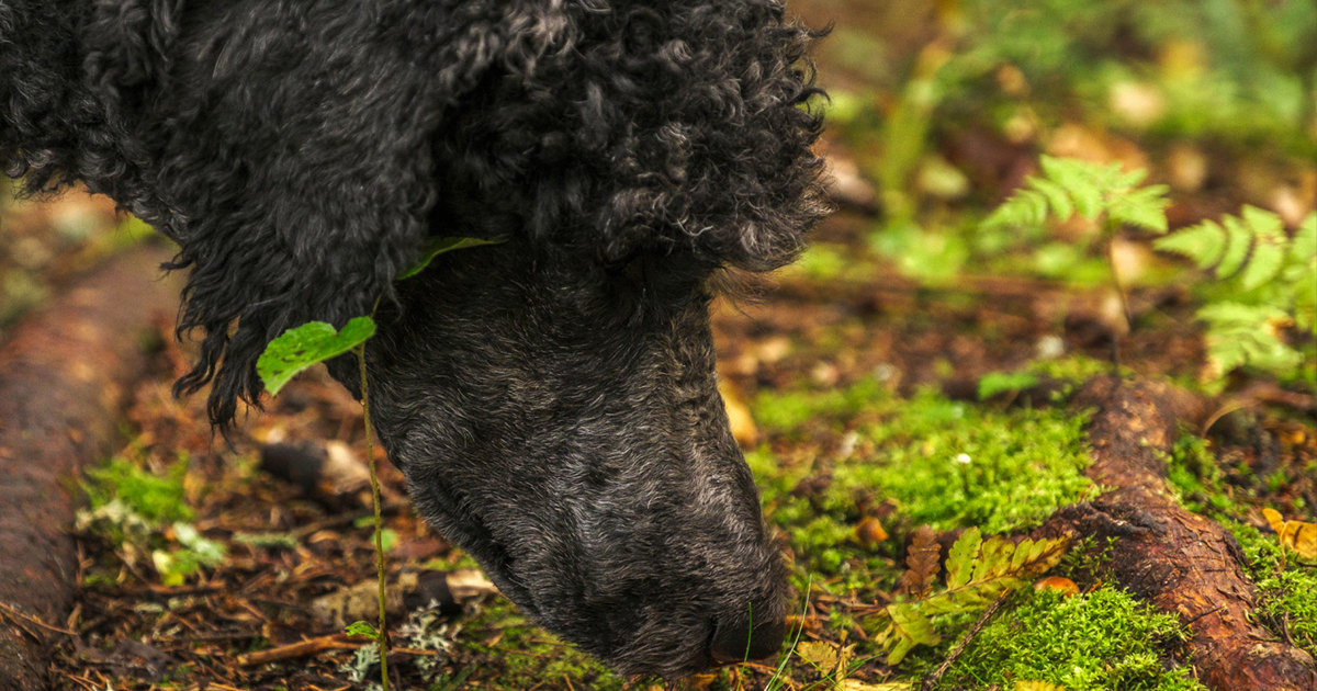 Nosar sig fram till skogens guld - Norra Skog
