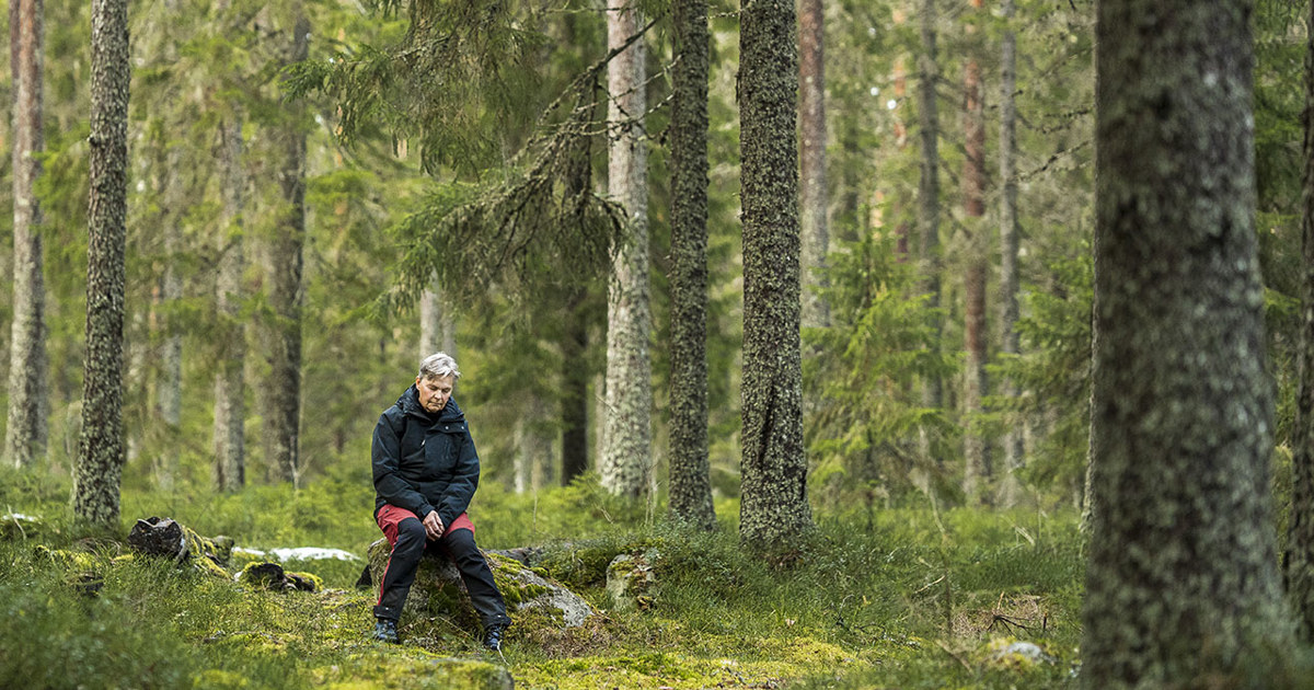 Skog på recept – terapi för utmattade testades i Norrlandsskogen ...