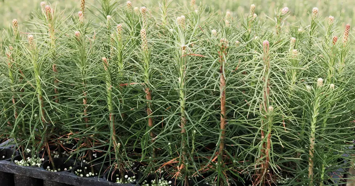 Plantering | Ger en säker start för nästa generation skog