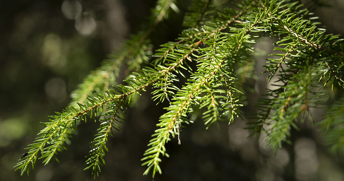 Generationsskifte av skogsfastighet – nettovärde och förskott på arv ...