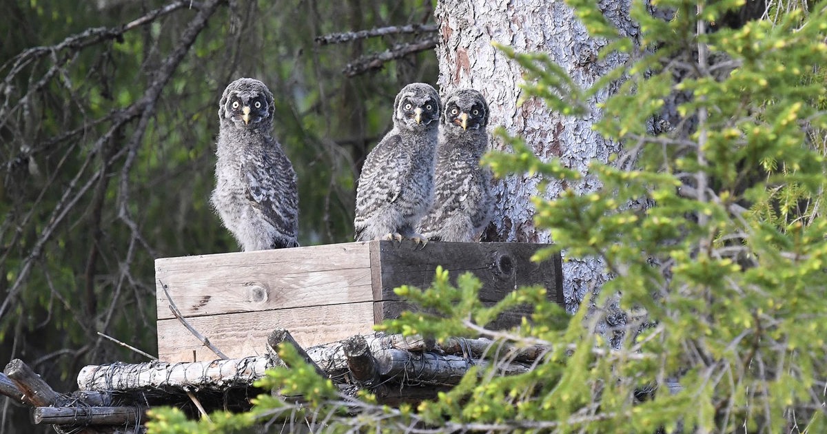 Ugglor i skogen ger bättre överlevnad för plantorna - Norra Skog