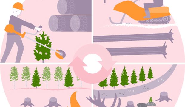 Plantering | Ger en säker start för nästa generation skog